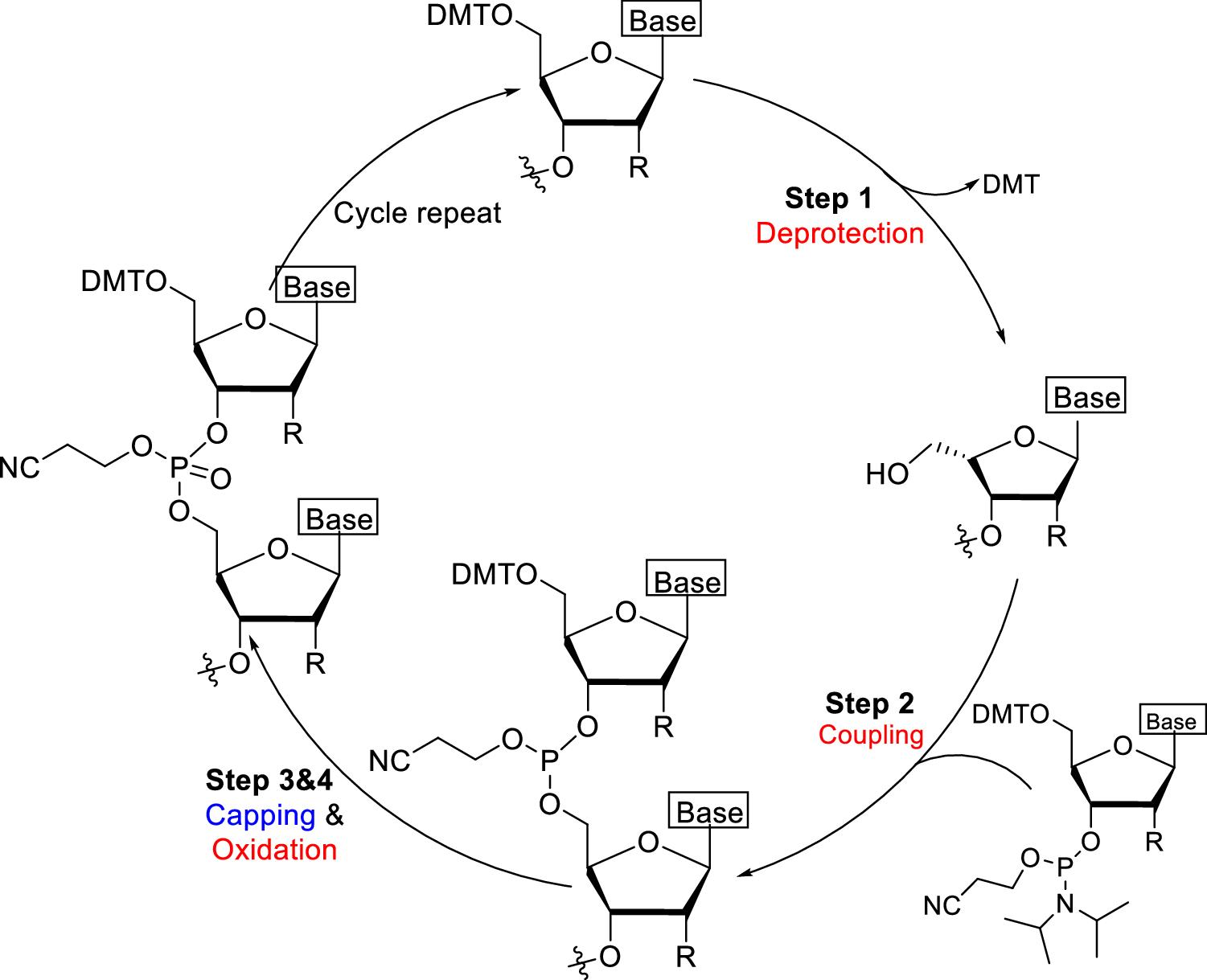 Nucleoside & Nucleotide Monomers in Oligo Synthesis - RNA / BOC Sciences