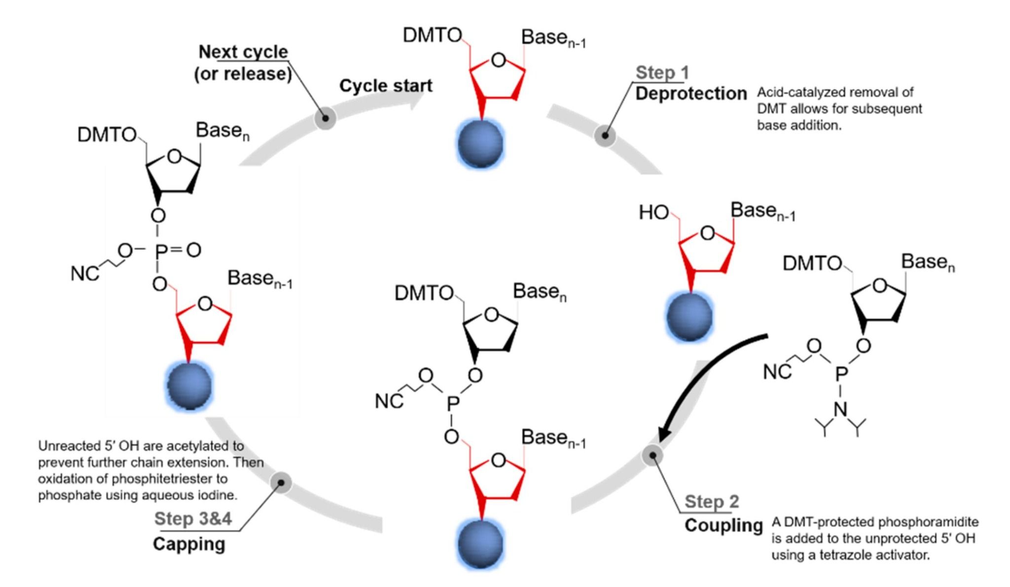 Protected Nucleoside Monomers in Oligo Synthesis - RNA / BOC Sciences