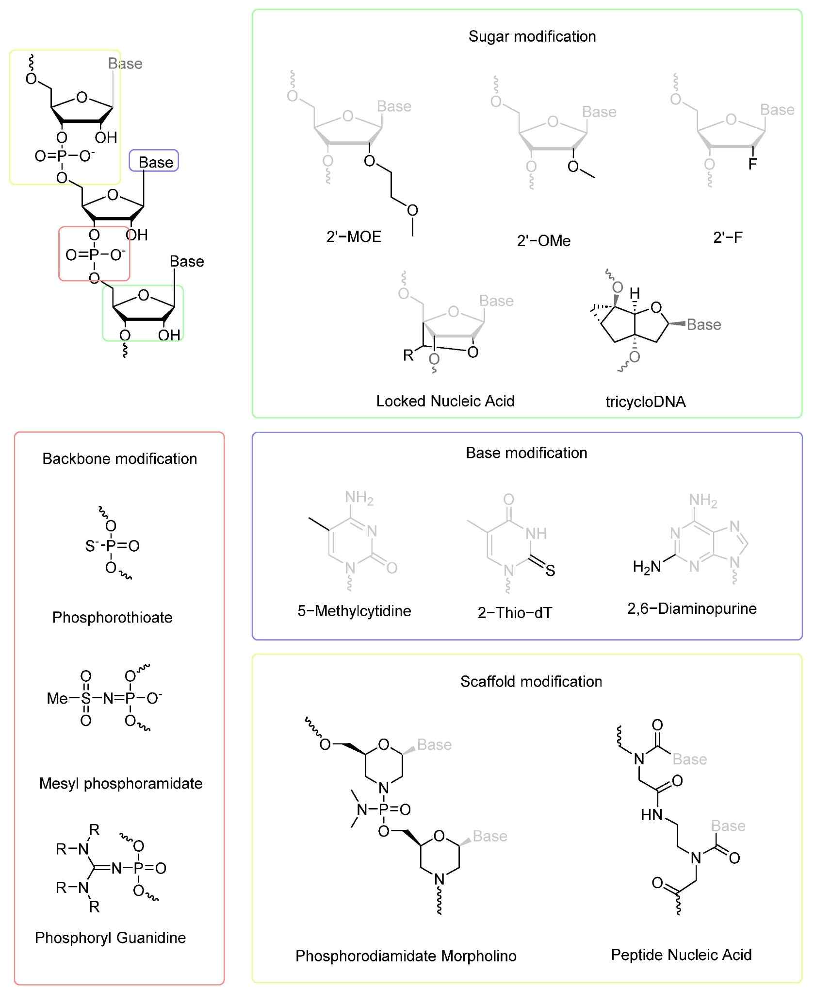 Protecting Groups in Oligonucleotide Chain Assembly - RNA / BOC Sciences