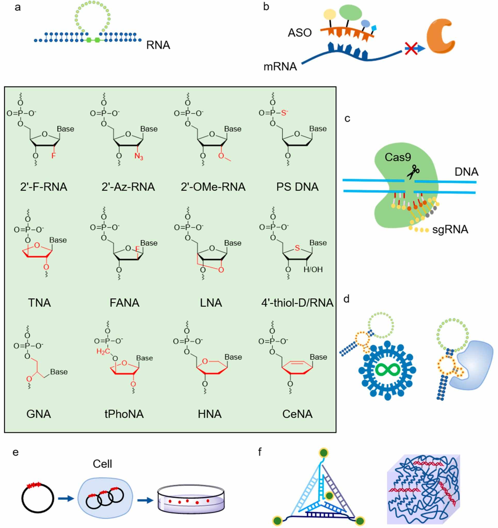 2'-Fluoro Nucleotides for Enhanced RNA Stability - RNA / BOC Sciences