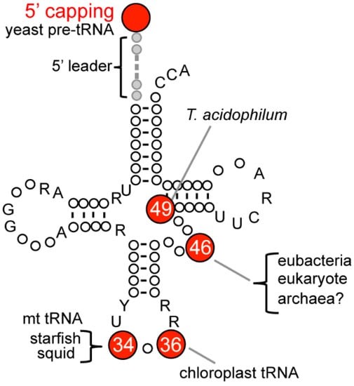 tRNA 7-Methylguanosine Modification Sequencing - RNA / BOC Sciences